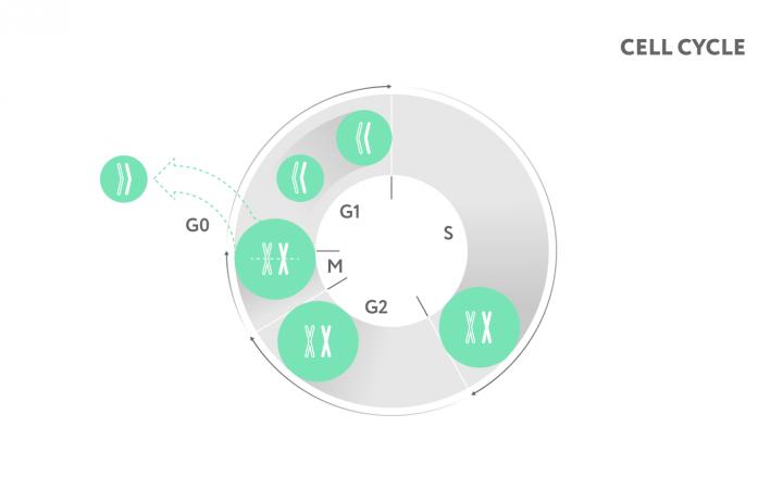 Cell Cycle [IMAGE] | EurekAlert! Science News Releases