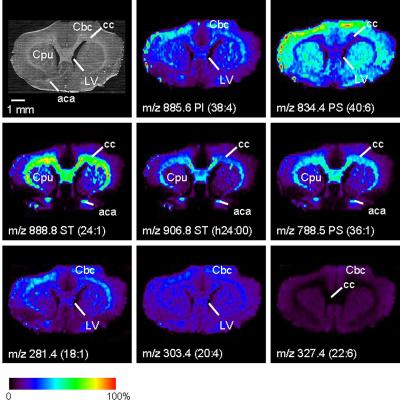 Images develop clinical applications for new | EurekAlert!