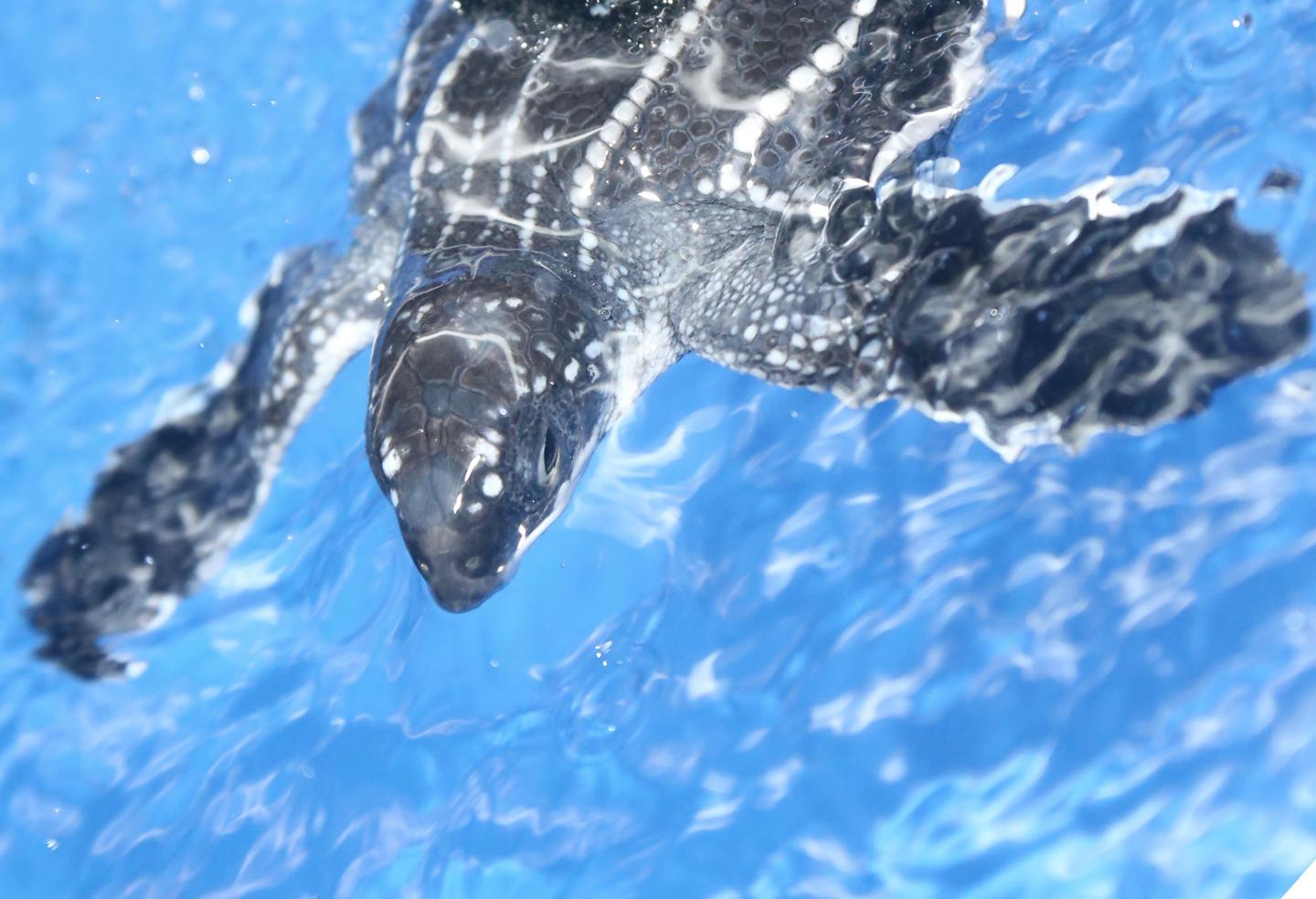 Leatherback Sea Turtle [IMAGE] | EurekAlert! Science News Releases