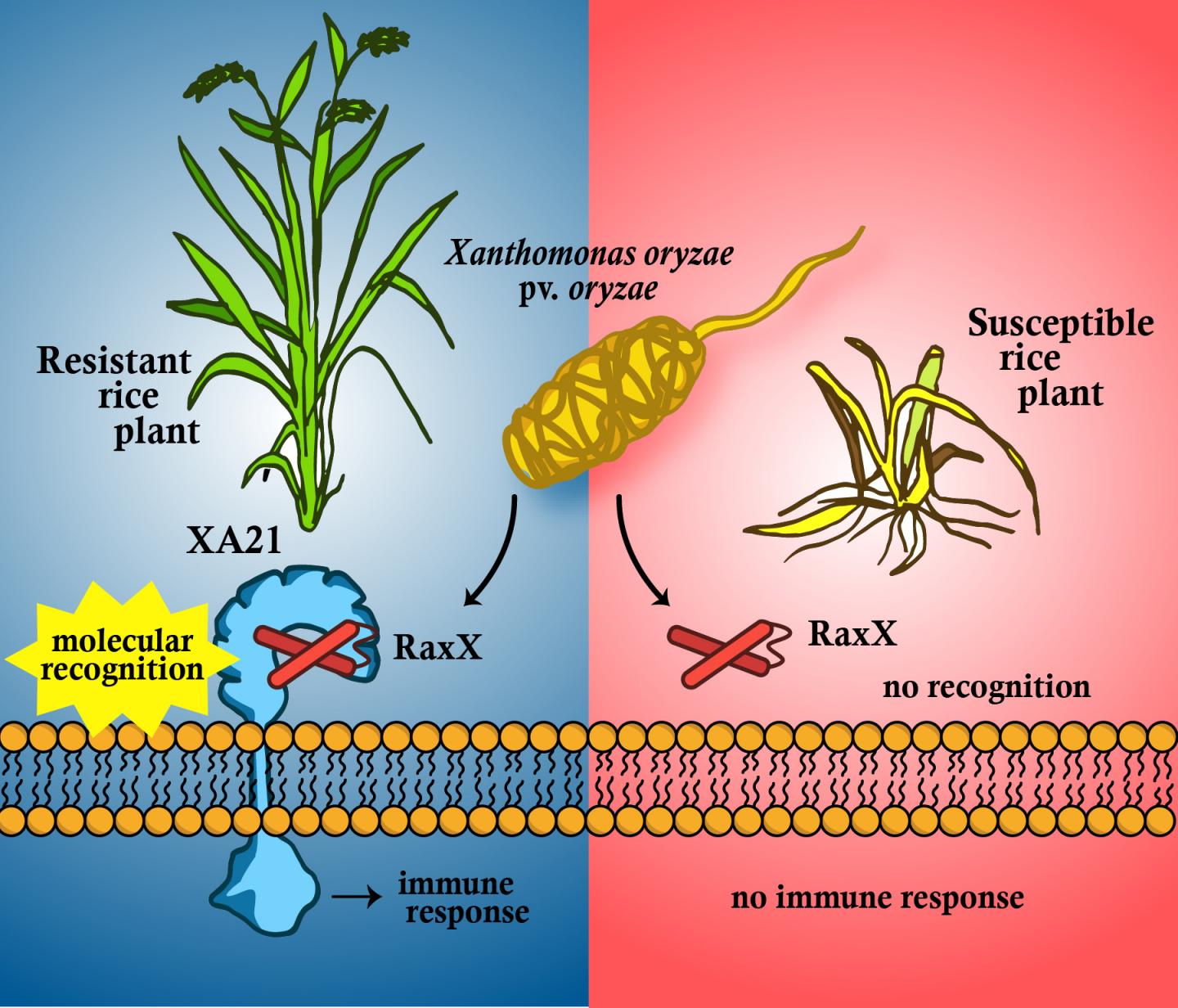 RaxX Protein, The True Activator of Rice Immu | EurekAlert!