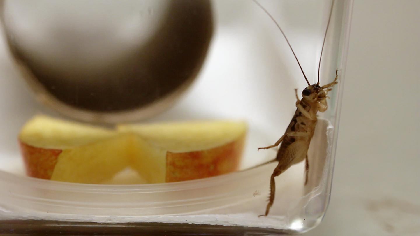 Human pharmaceuticals change cricket personal | EurekAlert!