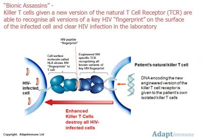 Killer T Cell Recognizes HIV-1 [IMAGE] | EurekAlert! Science News Releases