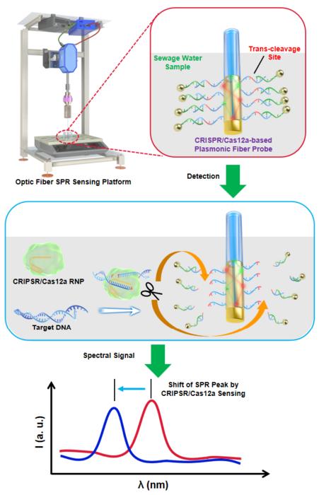 Early and sensitive detection of pathogens fo | EurekAlert!