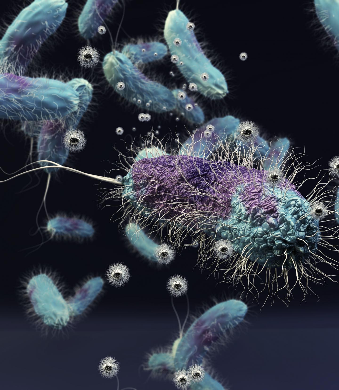 Shewanella oneidensis [IMAGE] | EurekAlert! Science News Releases