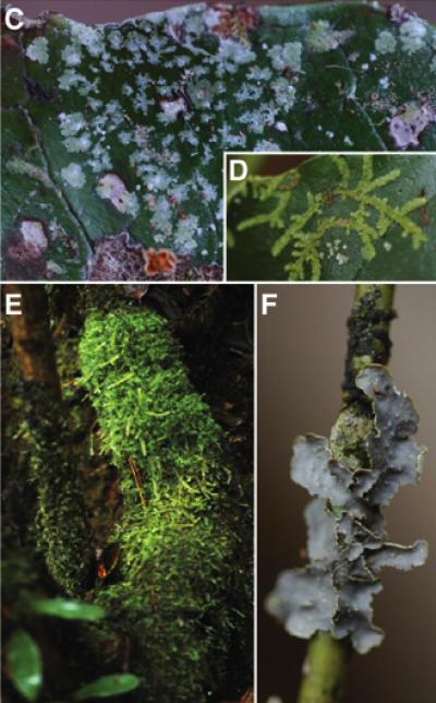 Amborella epiphytes [IMAGE] | EurekAlert! Science News Releases