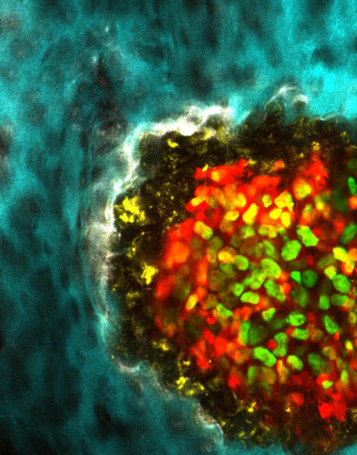 Microscopic imaging pierces the 'black box' o | EurekAlert!