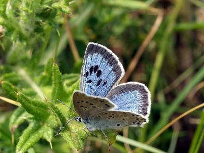 Saving the Large Blue Butterfly (4 of 6) | EurekAlert!