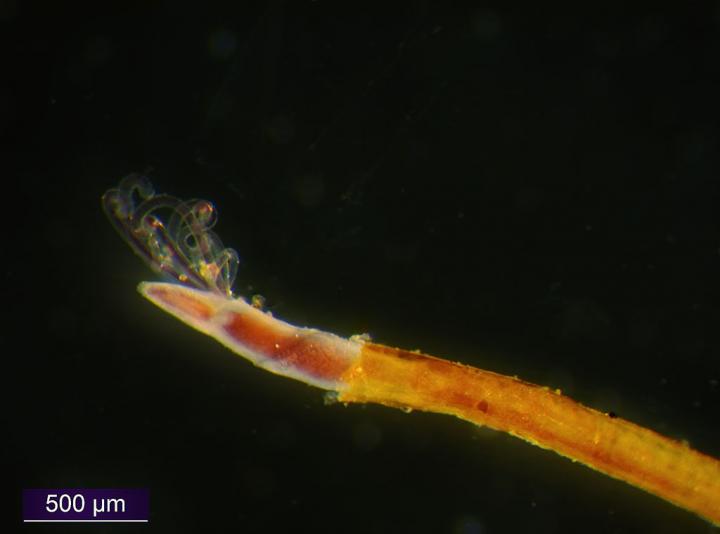 Siboglinid [IMAGE] | EurekAlert! Science News Releases