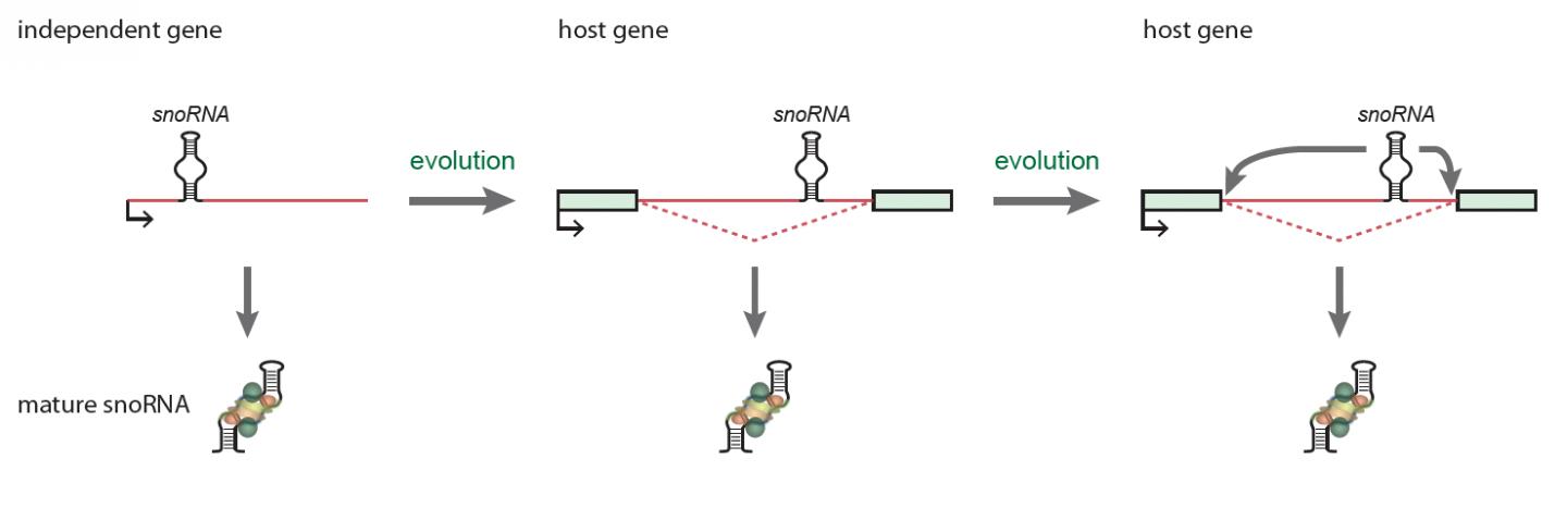 Evolution of SnoRNA Genes and [IMAGE] | EurekAlert! Science News Releases