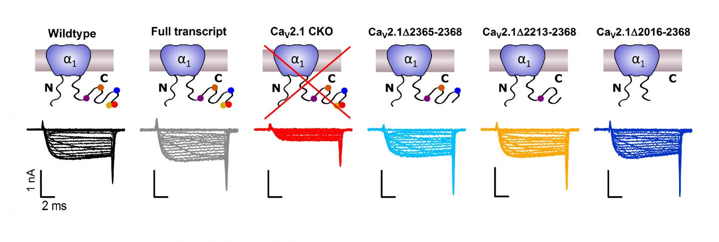 C-terminal Deletions in CaV2.1 [IMAGE] | EurekAlert! Science News Releases