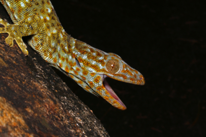 Tokay gecko [IMAGE] | EurekAlert! Science News Releases