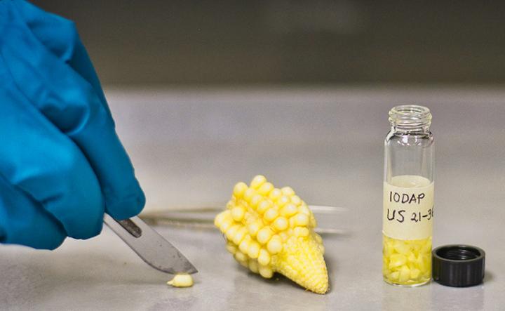 corn disection [IMAGE] | EurekAlert! Science News Releases