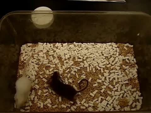 Ear Defects Linked to Hyperactive Behavior (1 | EurekAlert!