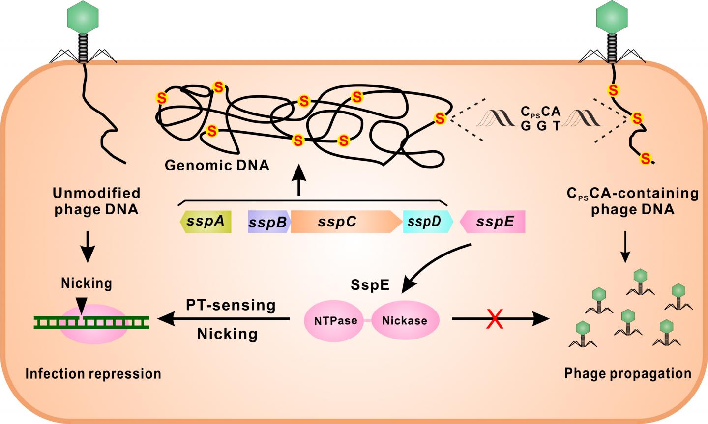 Ssp System [IMAGE] | EurekAlert! Science News Releases