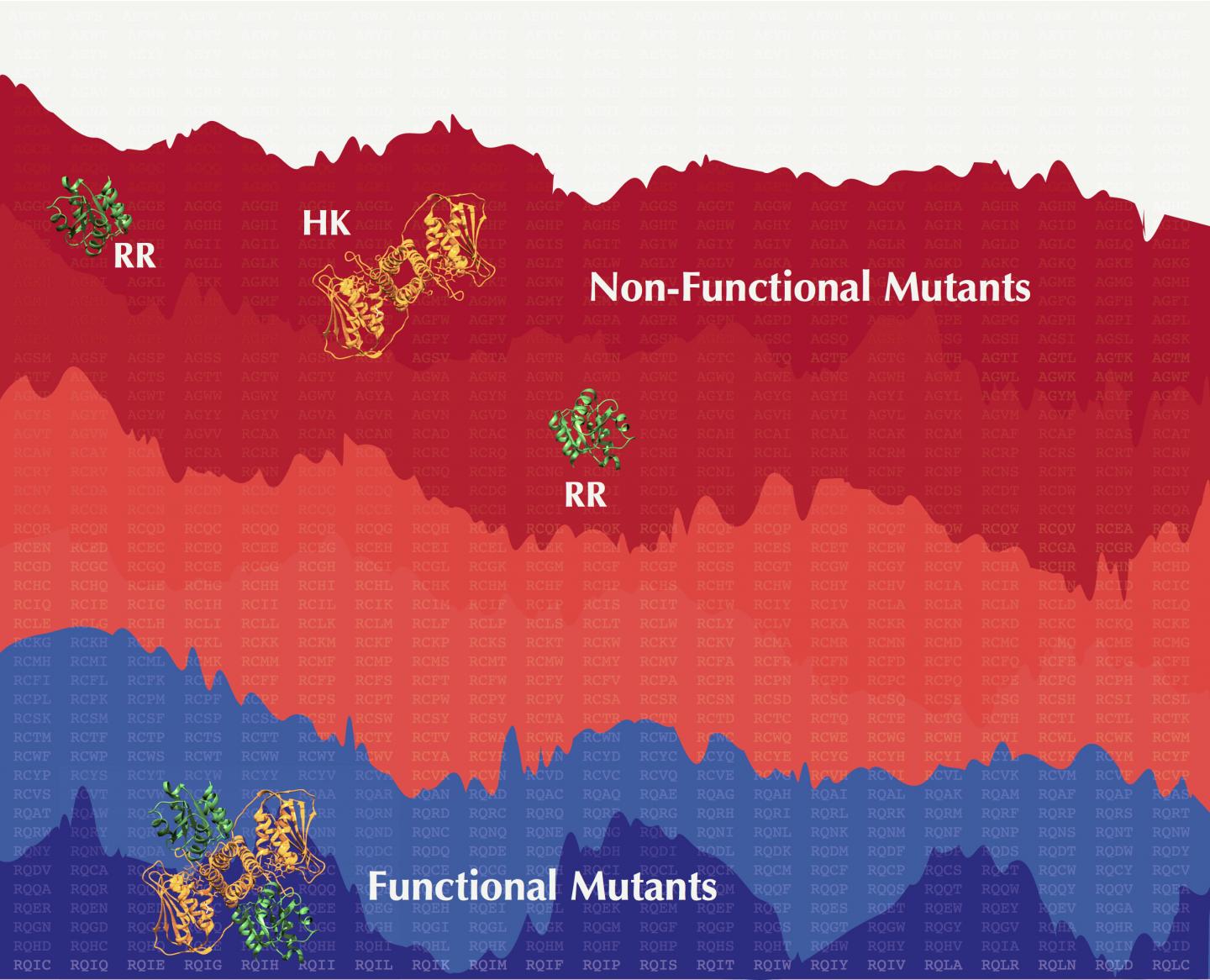 Model expands landscape for signaling protein | EurekAlert!