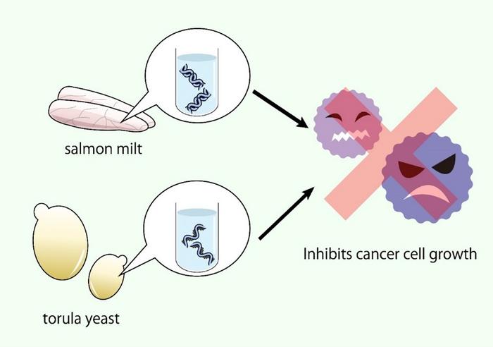 Dine on DNA: Compounds from nucleic acids in | EurekAlert!