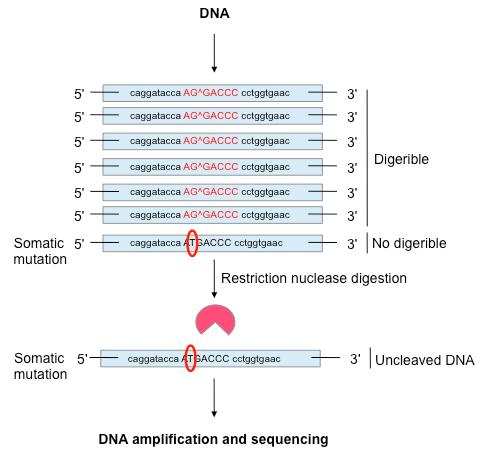 DNA [IMAGE] | EurekAlert! Science News Releases