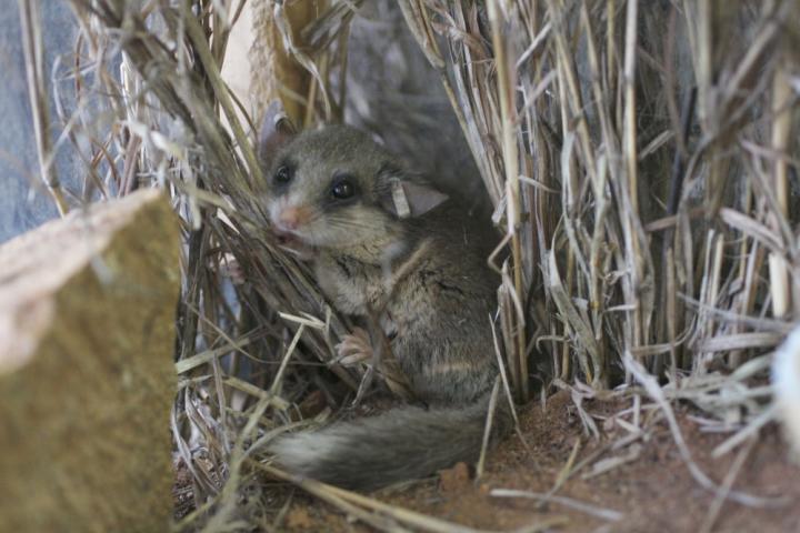 Dormouse [IMAGE] | EurekAlert! Science News Releases