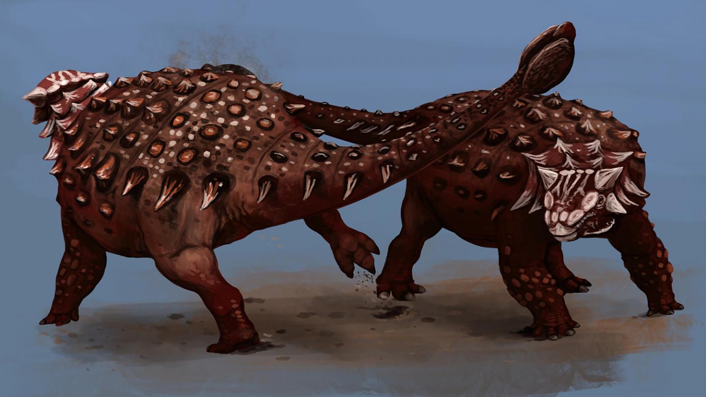 Ankylosaurus Fighting [IMAGE] | EurekAlert! Science News Releases