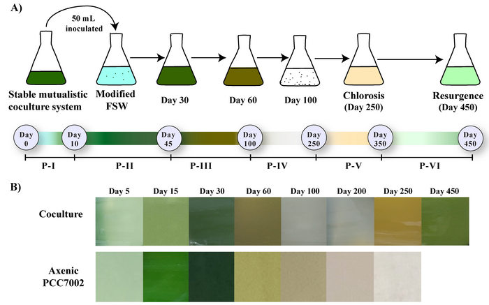 Revival of Synechococcus healt [IMAGE] | EurekAlert! Science News Releases