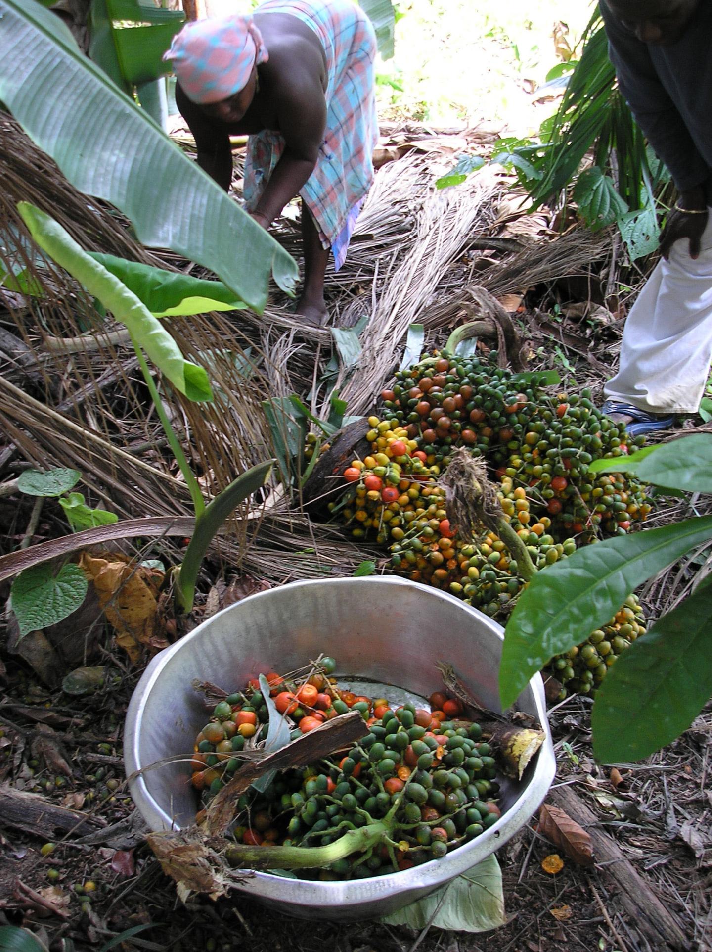 Plant Dominance in the Amazon Is Shaped by Pa | EurekAlert!