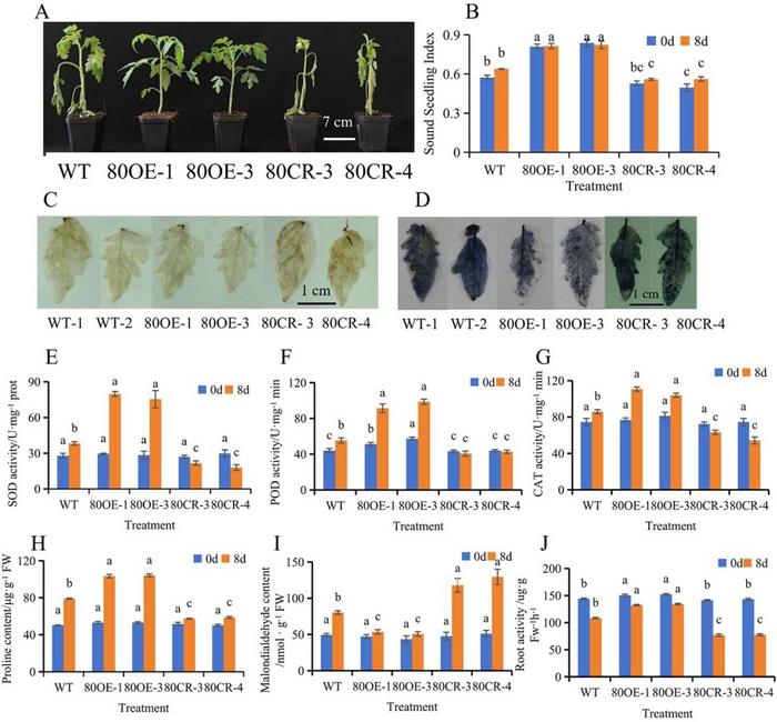Morphology and physiological r [IMAGE] | EurekAlert! Science News Releases
