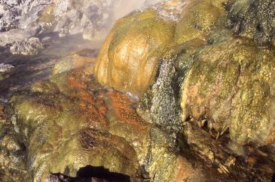 Benthic Microbial Mat Communit [IMAGE] | EurekAlert! Science News Releases