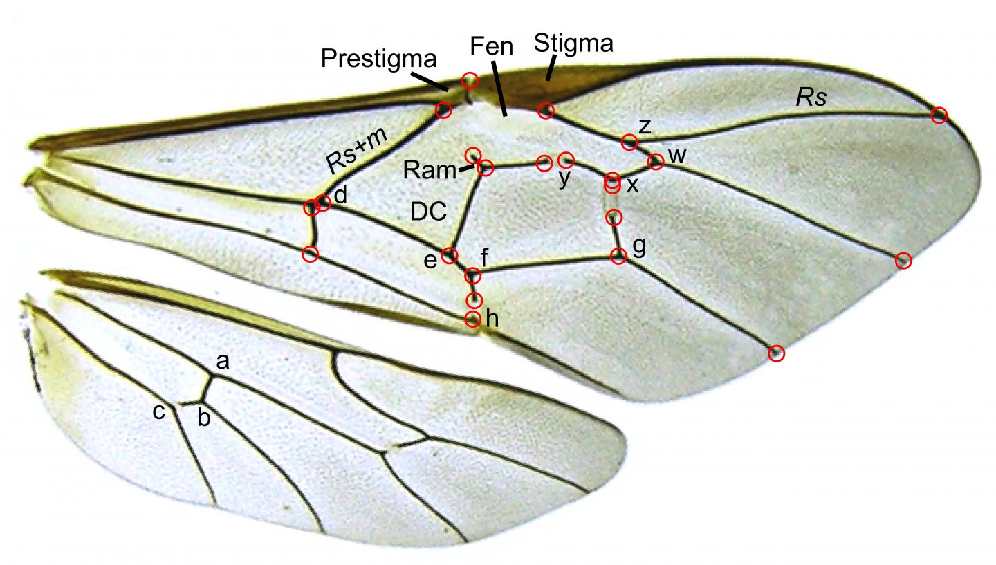 Morphometric Wing Venation Ana [IMAGE] | EurekAlert! Science News Releases