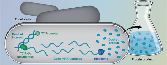 schematic of T7 expression sys [IMAGE] | EurekAlert! Science News Releases
