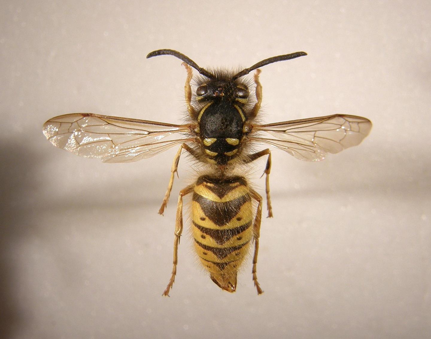 Vespula Vulgaris