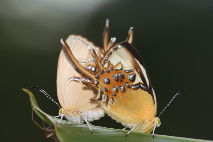 Butterfly_3 [IMAGE] | EurekAlert! Science News Releases