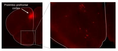 Prelimbic Prefrontal Cortex Br [IMAGE] | EurekAlert! Science News Releases