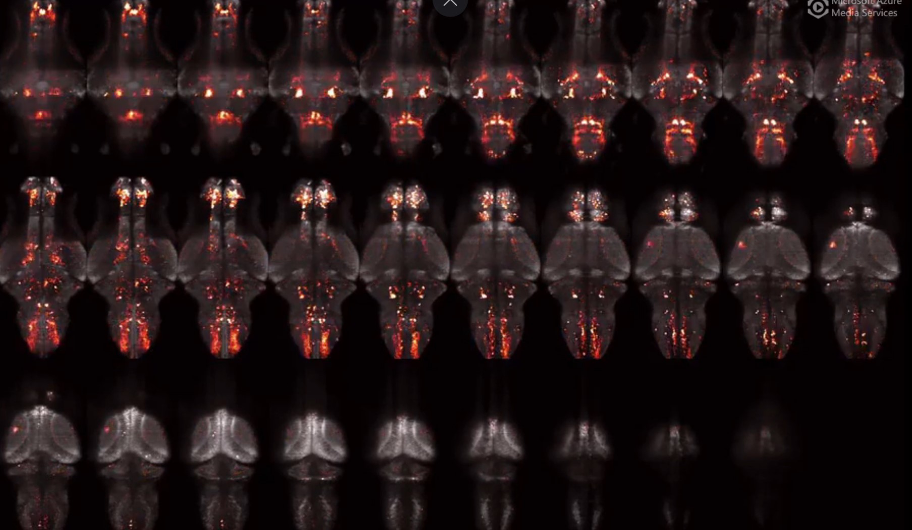 Lost fish find their way, thanks to their ‘an | EurekAlert!