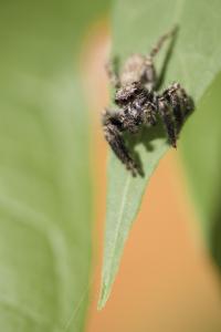 To Gauge Distance, Jumping Spiders See Green | EurekAlert!