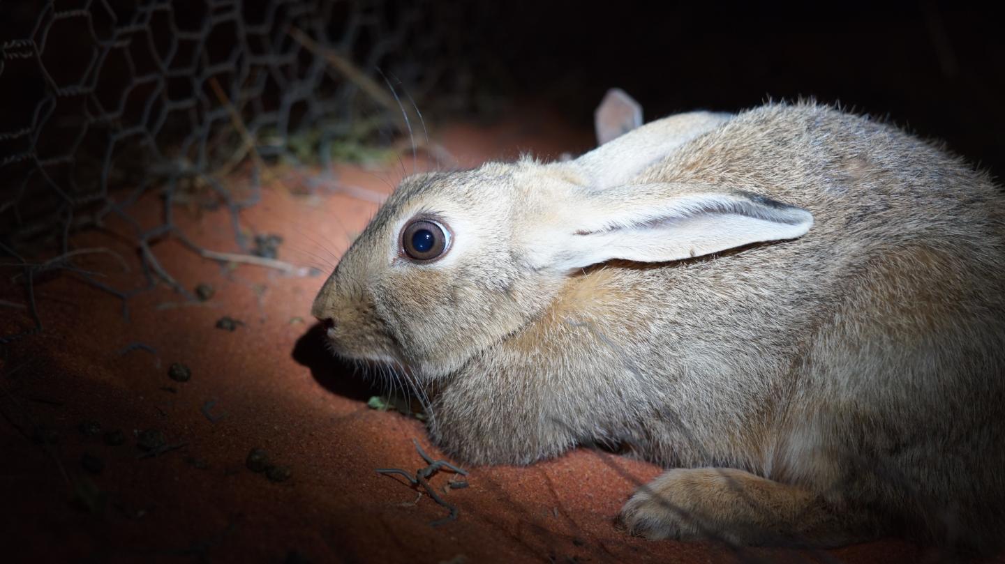 Rabbit [IMAGE] | EurekAlert! Science News Releases