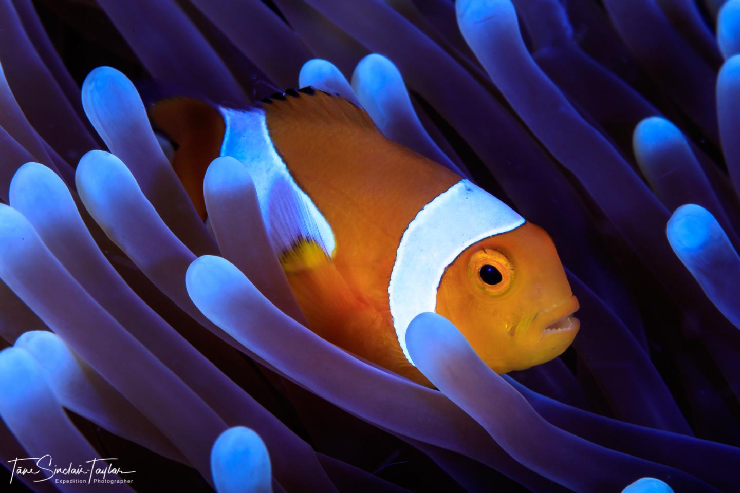 Finding Nemo's genes | EurekAlert!