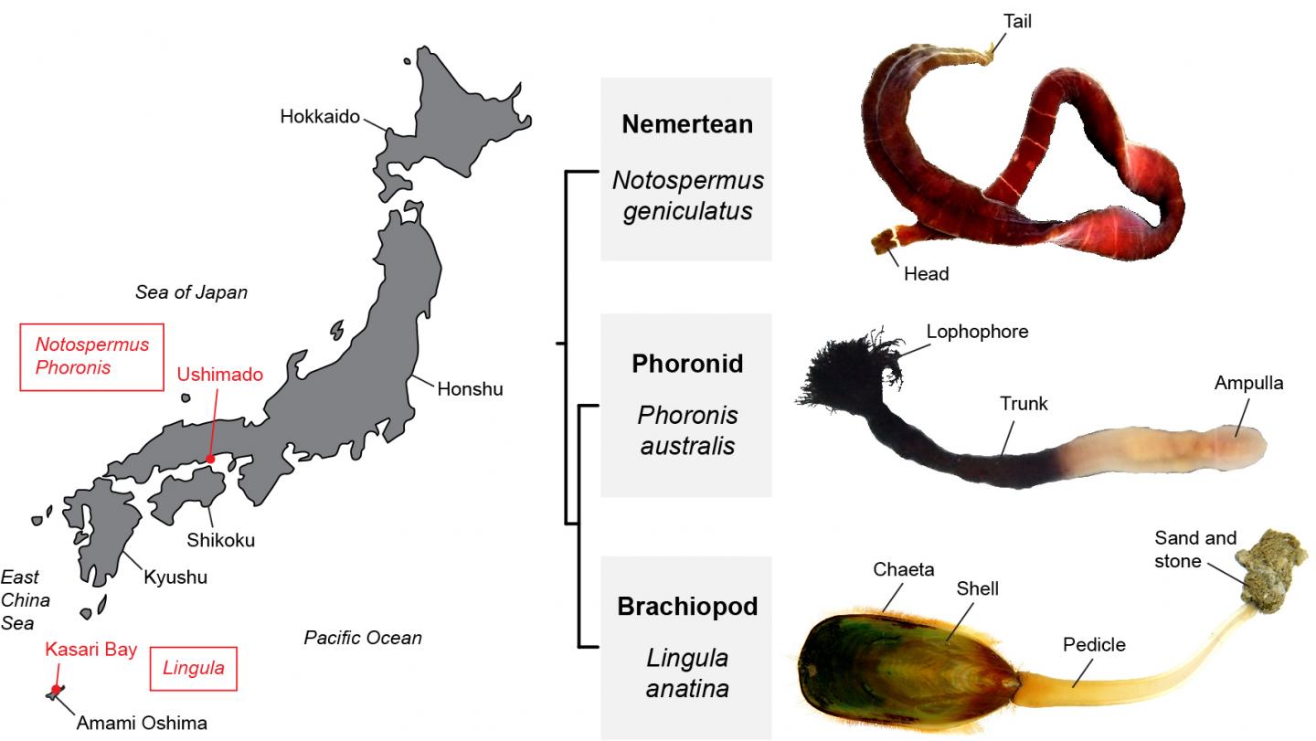Worm Sampling Locations [IMAGE] | EurekAlert! Science News Releases