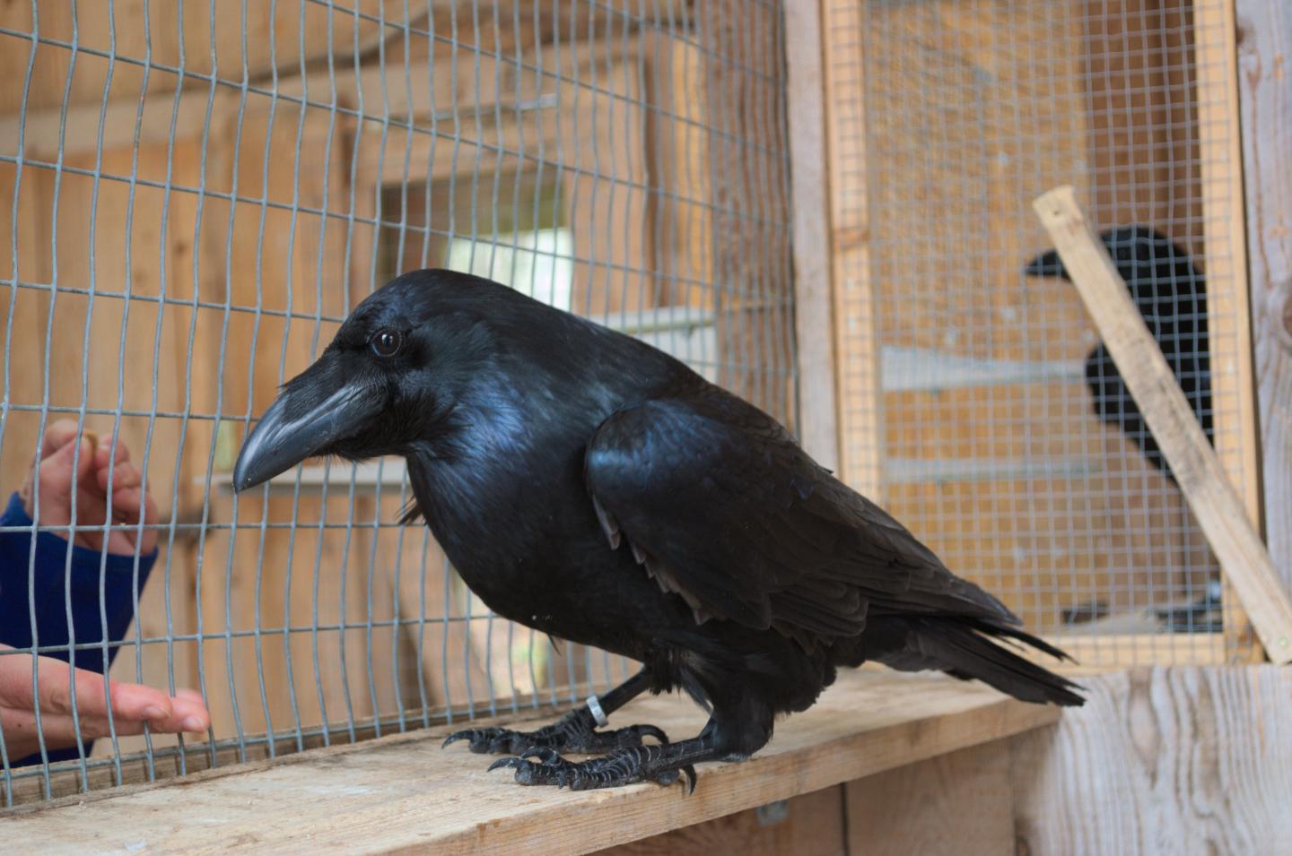 Shared emotional states in ravens | EurekAlert!