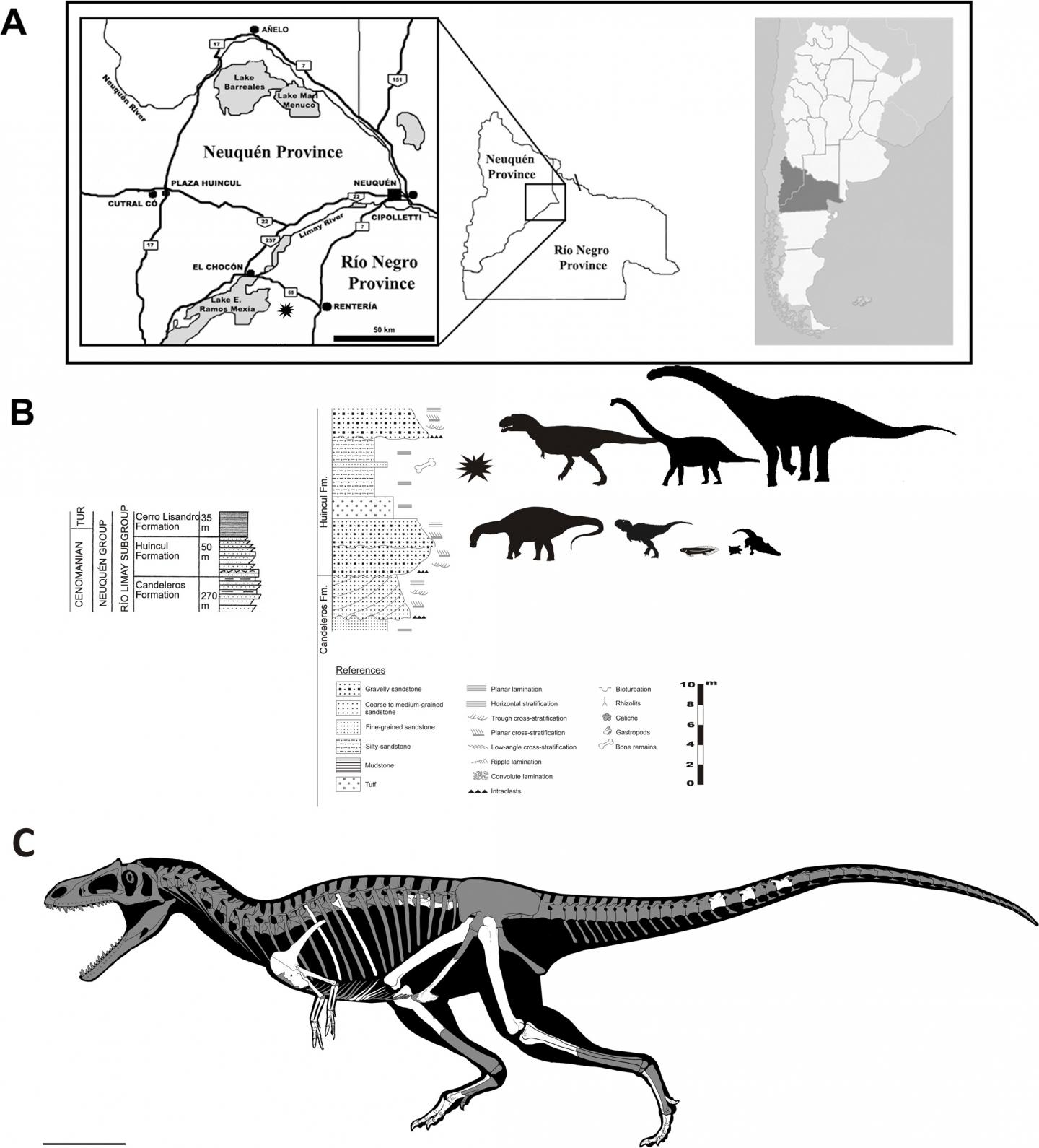 New theropod dinosaur suggests that small T. | EurekAlert!