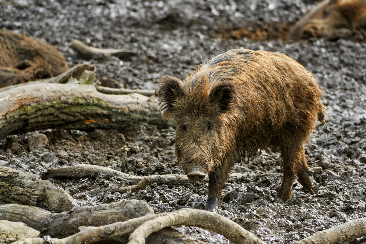 Small wild pig [IMAGE] | EurekAlert! Science News Releases