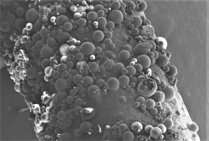 Synthetic Nerve Conduit Bridge [IMAGE] | EurekAlert! Science News Releases