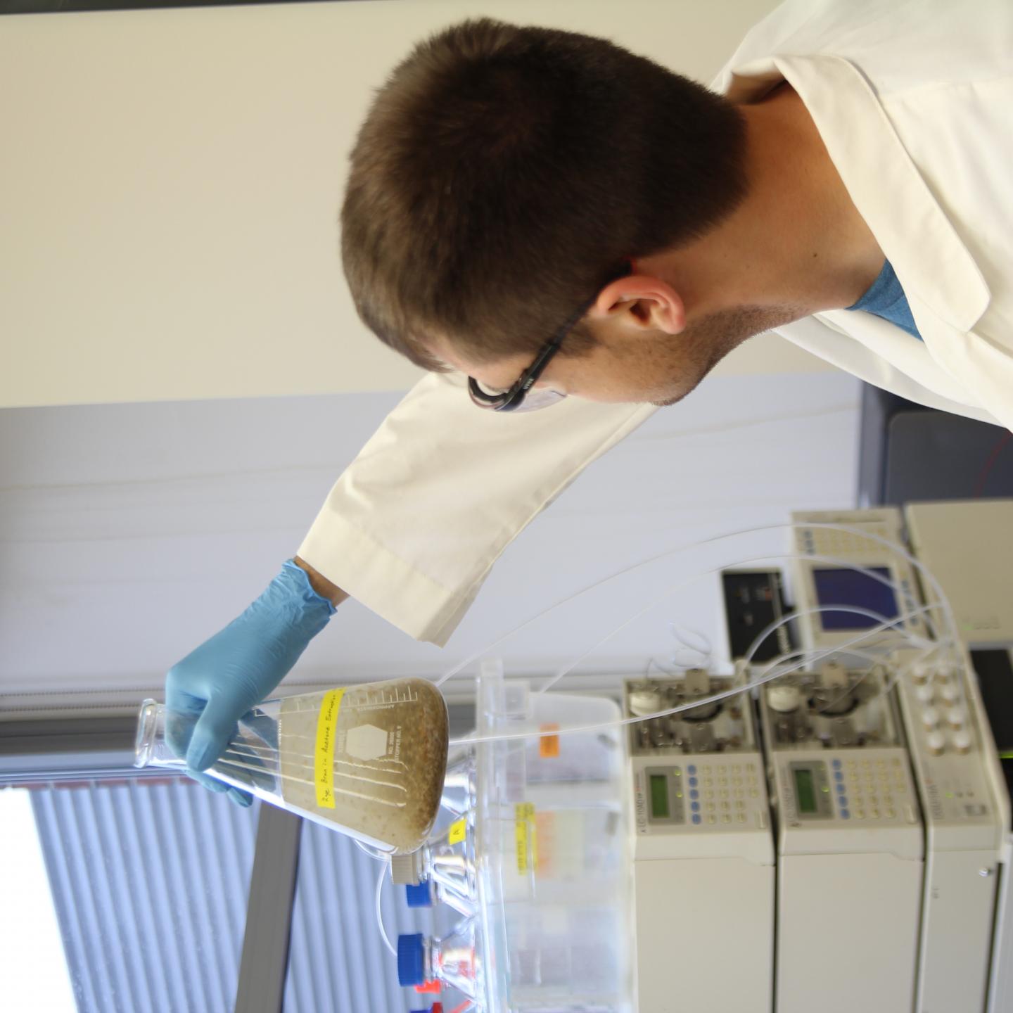 Rye Bran extract [IMAGE] | EurekAlert! Science News Releases