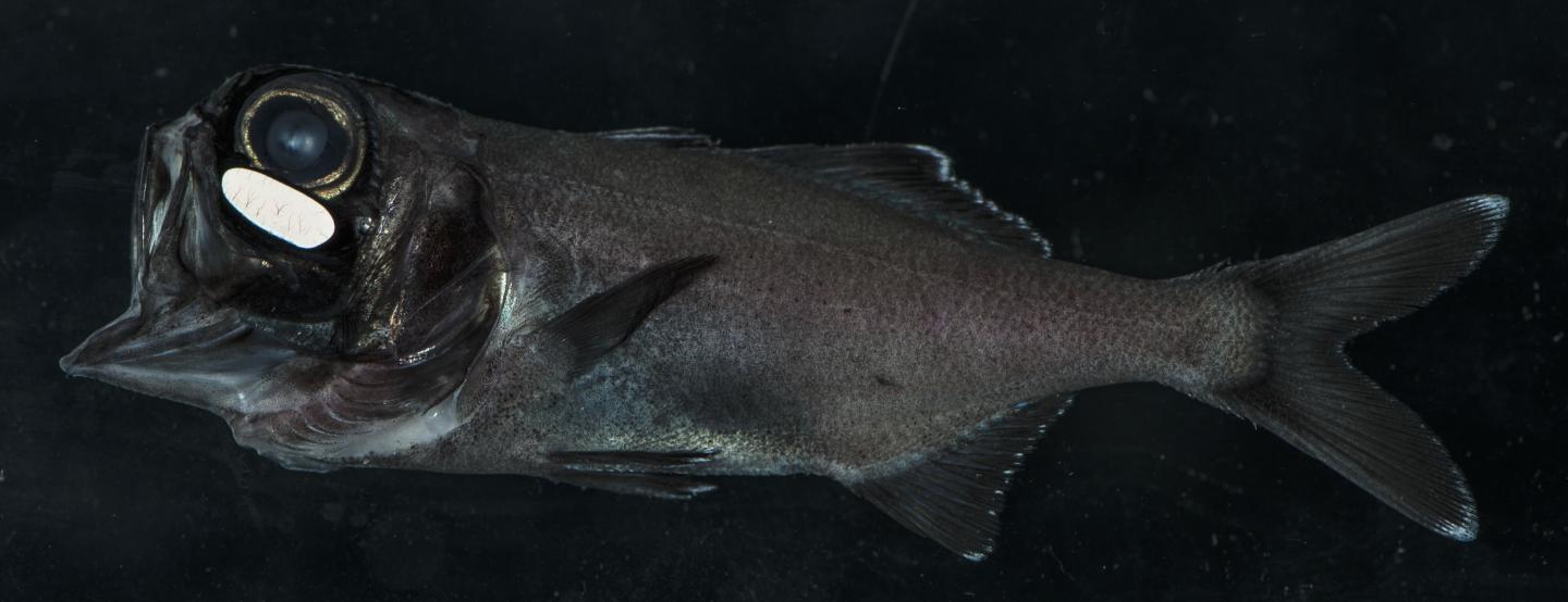 Flashlight Fish Use Biolumines [IMAGE] | EurekAlert! Science News Releases