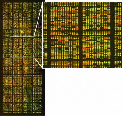 Microarray Analysis [IMAGE] | EurekAlert! Science News Releases