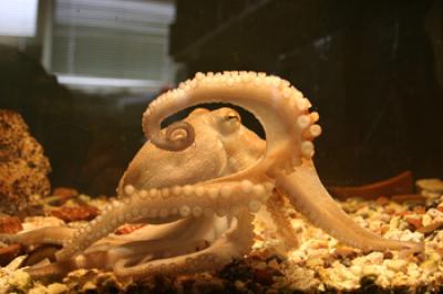 Octopus Arms [IMAGE] | EurekAlert! Science News Releases
