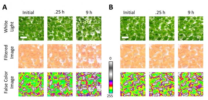 SI-NDVI Plant Stress Analysis [IMAGE] | EurekAlert! Science News Releases