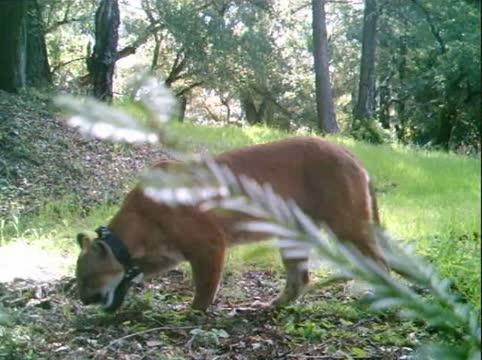 Cheetahs and Pumas Strike a Balance to Hunt ( | EurekAlert!