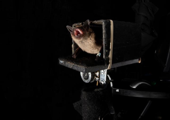 A bat about to capture an inse [IMAGE] | EurekAlert! Science News Releases