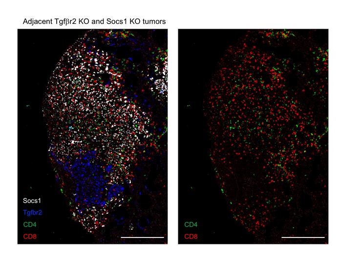 Cancer Target Discovery and De [IMAGE] | EurekAlert! Science News Releases