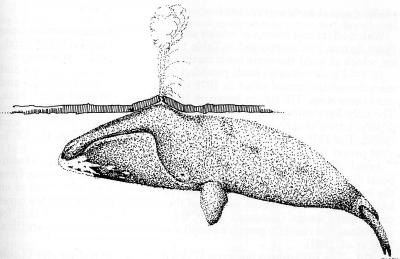 Breaking through Ice [IMAGE] | EurekAlert! Science News Releases